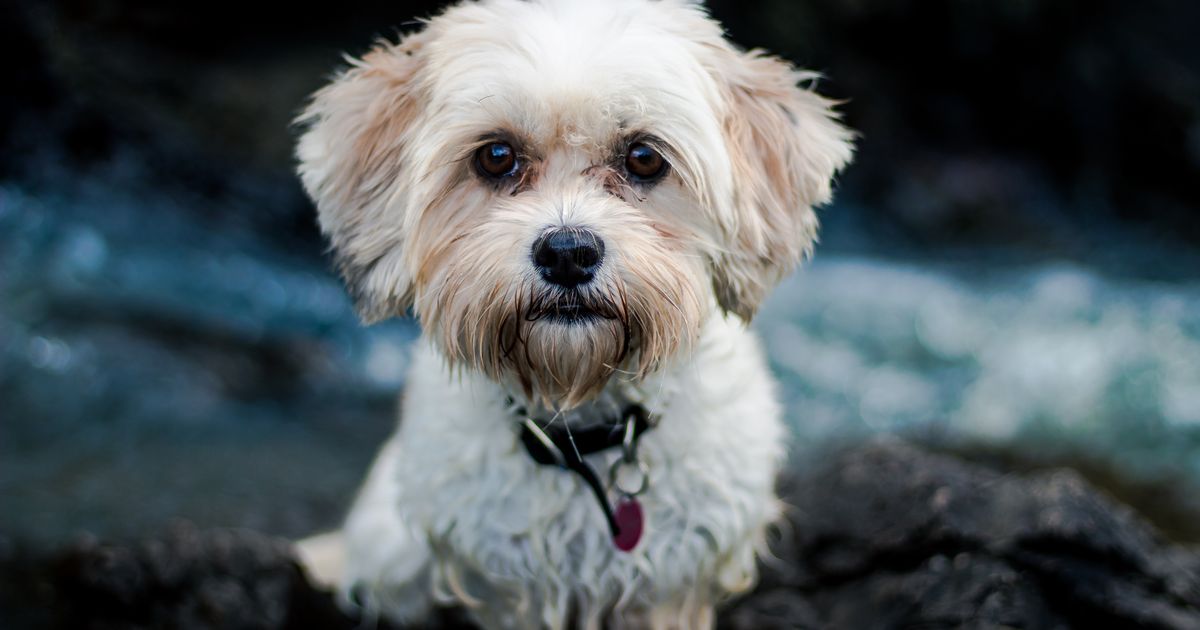 Maltese Shih Tzu breed insights: care, personality & expert tips | Lyka ...