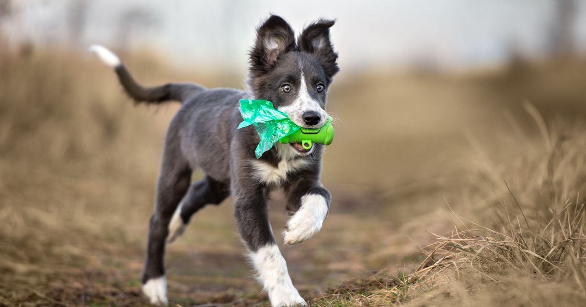 Black dog poop: common causes, treatment, and prevention | Lyka Blog