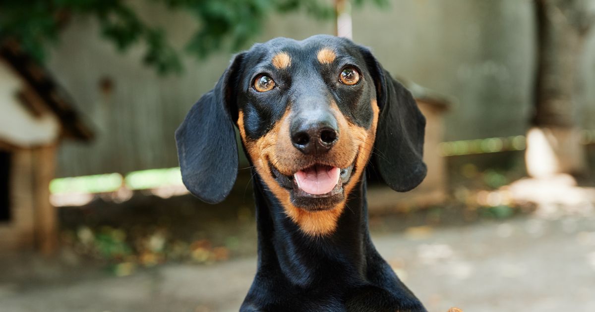 Australia’s top 10 low maintenance dogs (and why dog parents love these ...