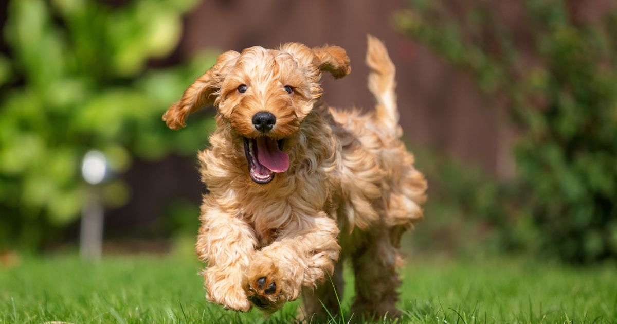 Spoodle breed insights: care, personality & expert tips | Lyka Blog