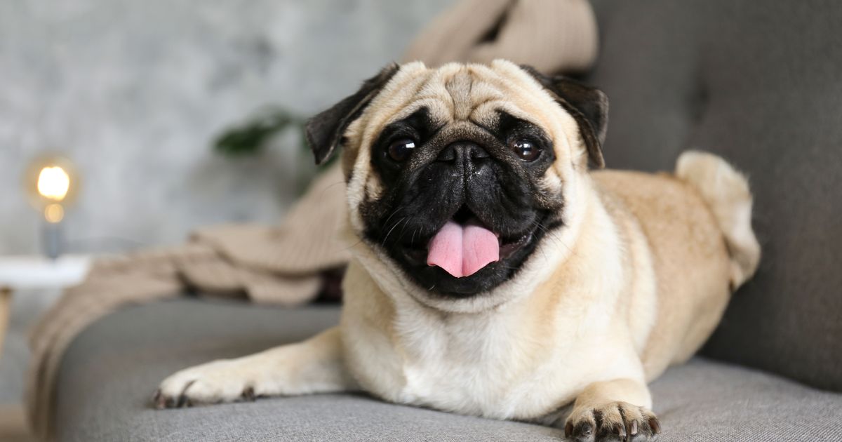 What do Pugs eat? Breed-specific nutrition tips | Lyka Blog