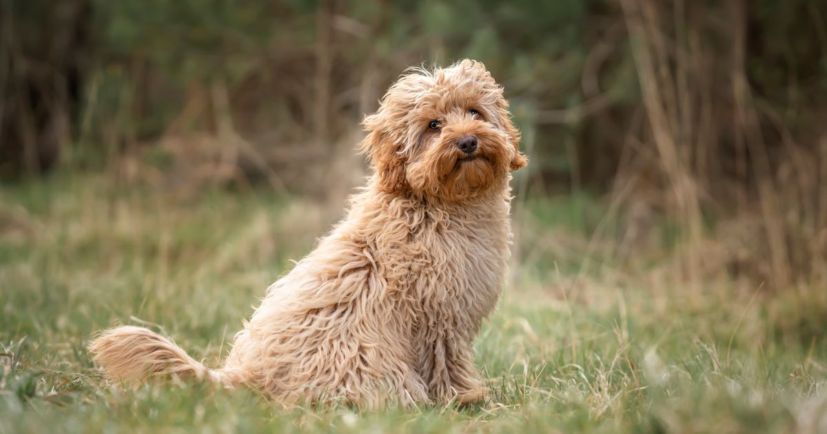 What does a Cavoodle eat? Breed-specific nutrition tips | Lyka Blog