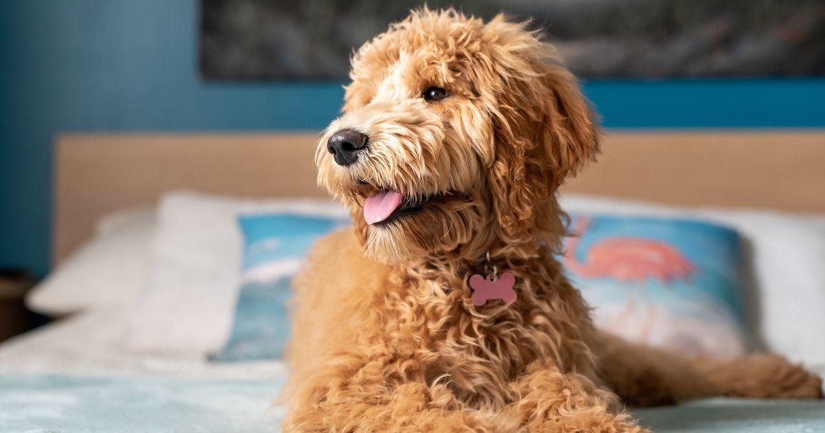 Groodle breed insights: care, personality & expert tips | Lyka Blog