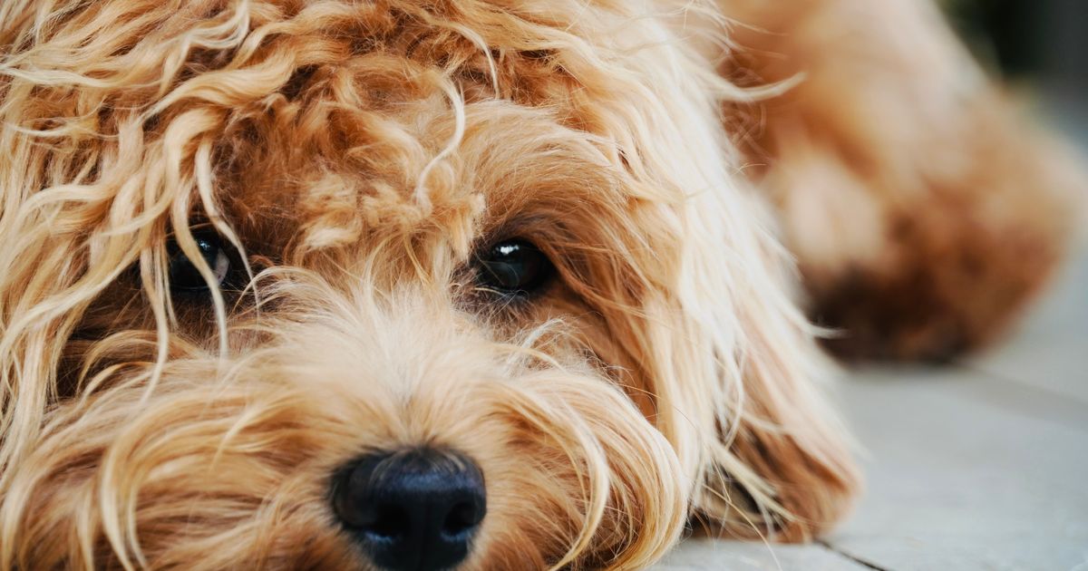 Lyka's essential guide to dog gut health | Lyka Blog