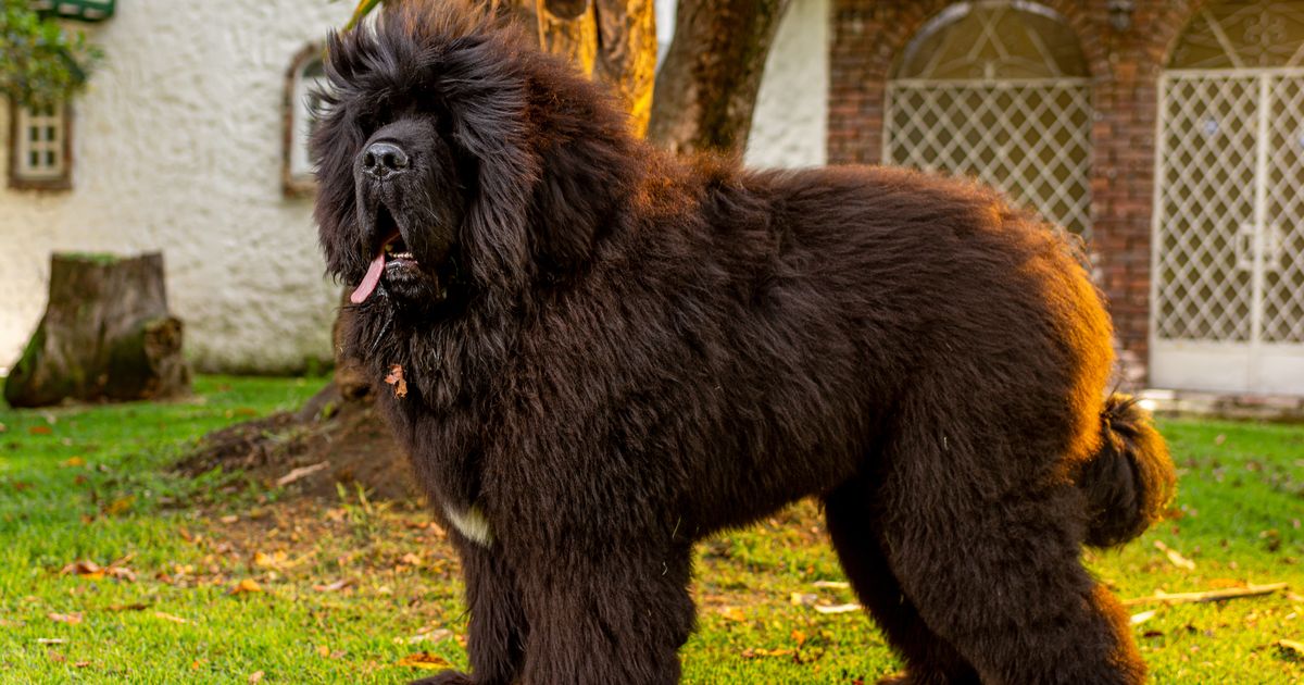 How to train a Tibetan Mastiff: temperament, training tips, and expert ...