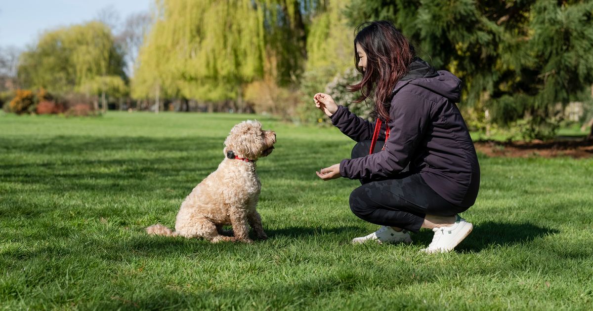 How to train a Spoodle: temperament, training tips, and expert insight ...