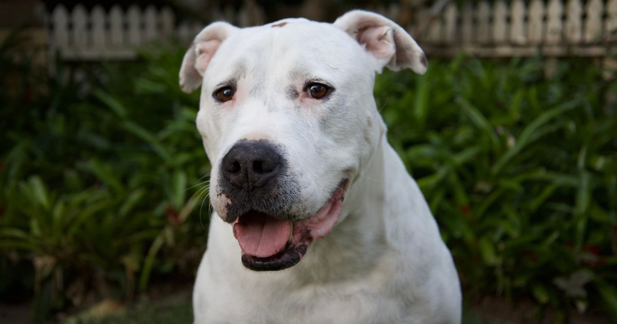 Bull Arab breed insights: care, personality & expert tips | Lyka Blog