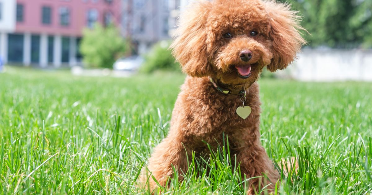 How to train a Toy Poodle: temperament, training tips, and expert ...