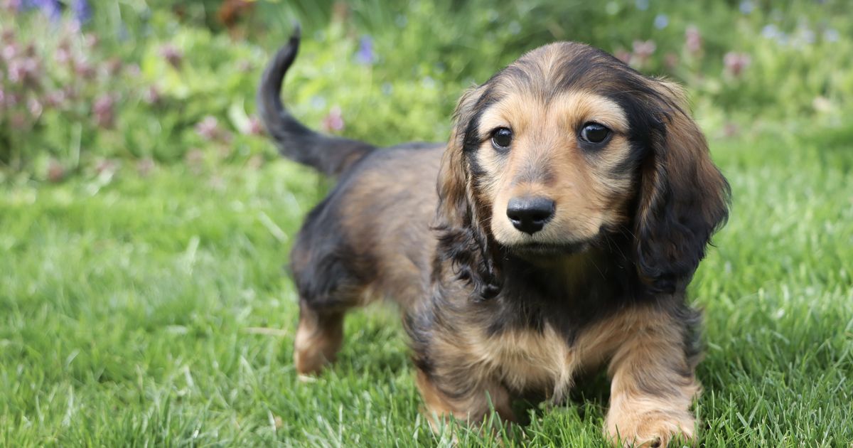 Dachshund breed insights: care, personality & expert tips | Lyka Blog