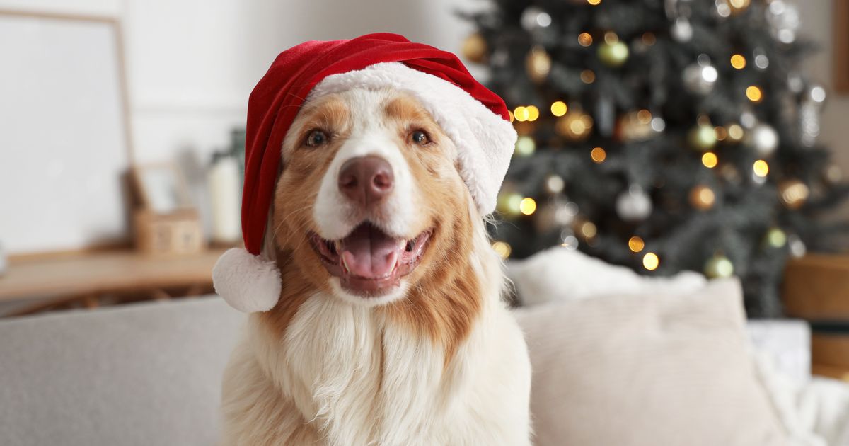 Dog Christmas dinner: Lyka’s guide to dog-friendly festive food and ...