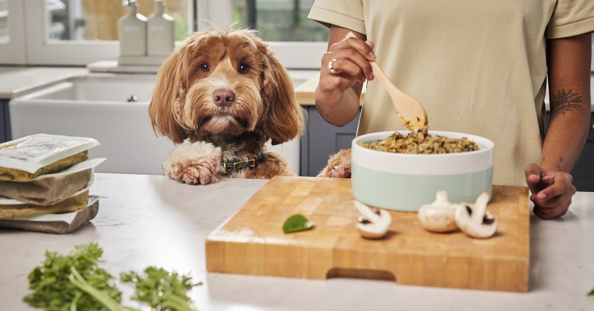 From Cat Foods to Dog Snacks: Essentials Every Pet Owner Needs – komodo ...