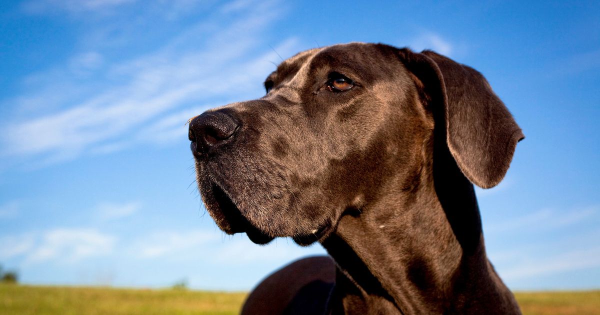 Great Dane breed insights: care, personality & expert tips | Lyka Blog