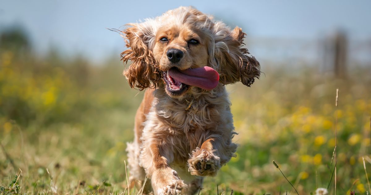 How to train a Cocker Spaniel: temperament, training tips, and expert ...