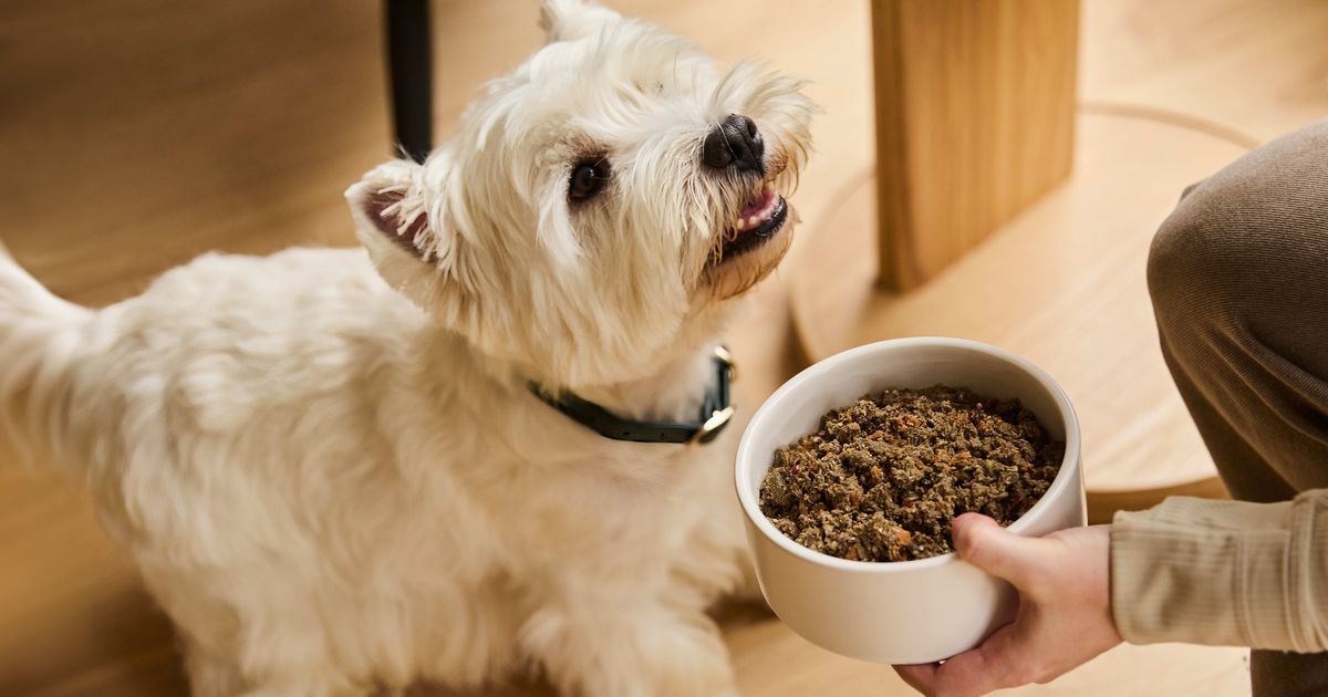 What is hypoallergenic dog food? A vet expert’s guide | Lyka Blog