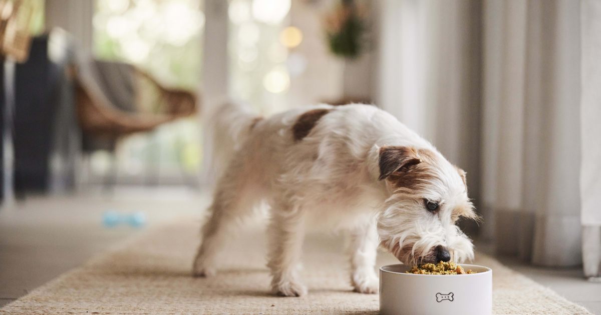 What do I feed with my Lyka Half Bowl? | Lyka Blog