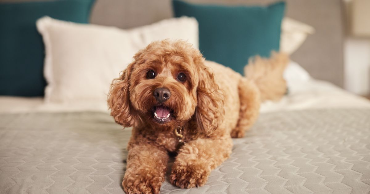 Cavoodle health issues: how real food can help | Lyka Blog