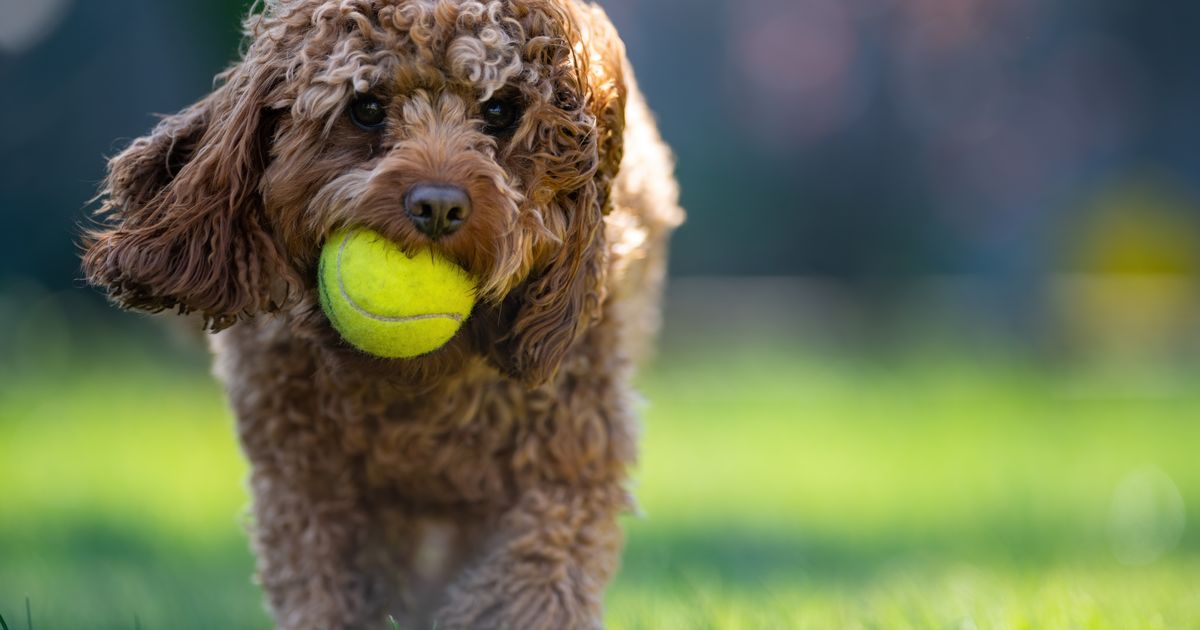 How to train a Cavoodle: temperament, training tips, and expert insight | Lyka Blog