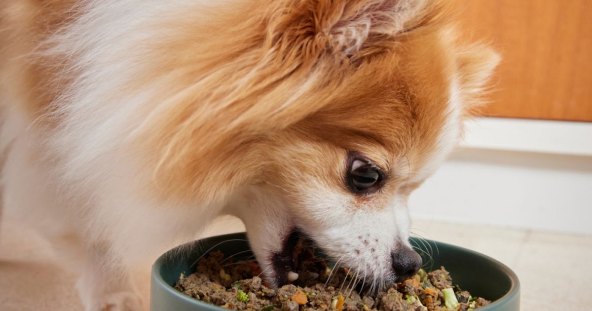 Psst, guess what… our signature meals are getting chunkier! | Lyka Blog