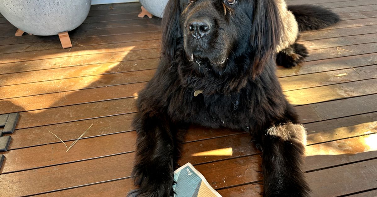 5 ways to do a winter cleaning reset for your dog | Lyka Blog