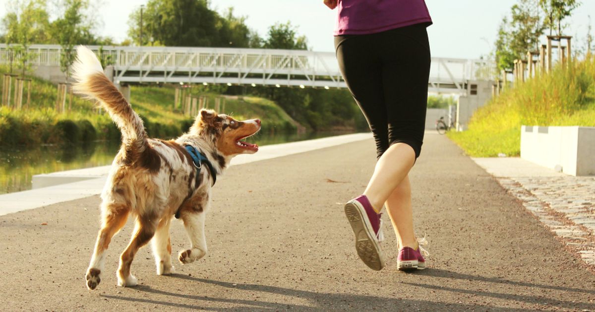 Lyka's vet guide to healthy dog weight (with charts and video) | Lyka Blog