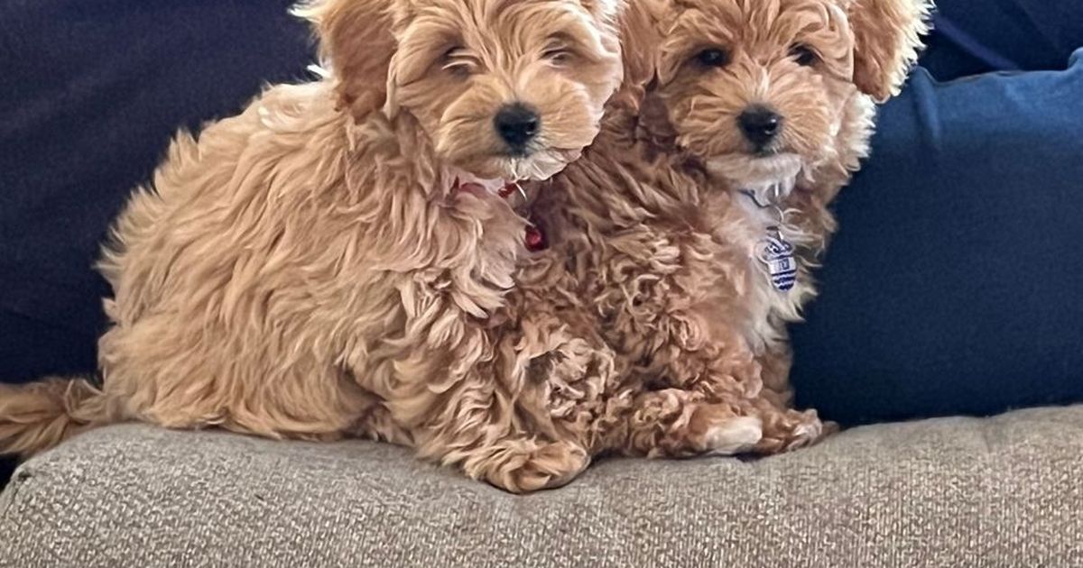 Moodle breed insights: care, personality & expert tips | Lyka Blog